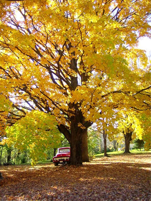 Test Recent Work | Northeast Tree, Inc.